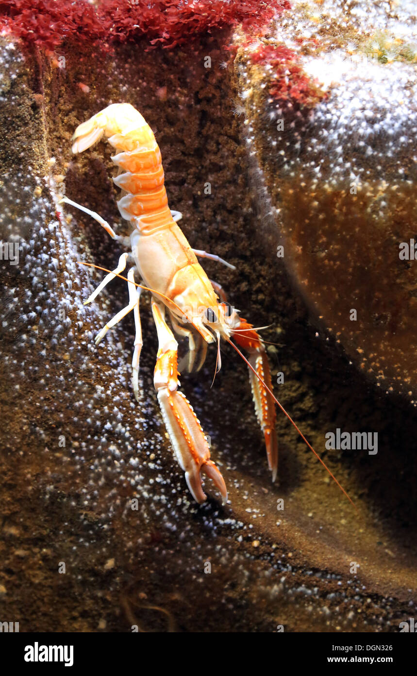 Lobster under water hi-res stock photography and images - Alamy