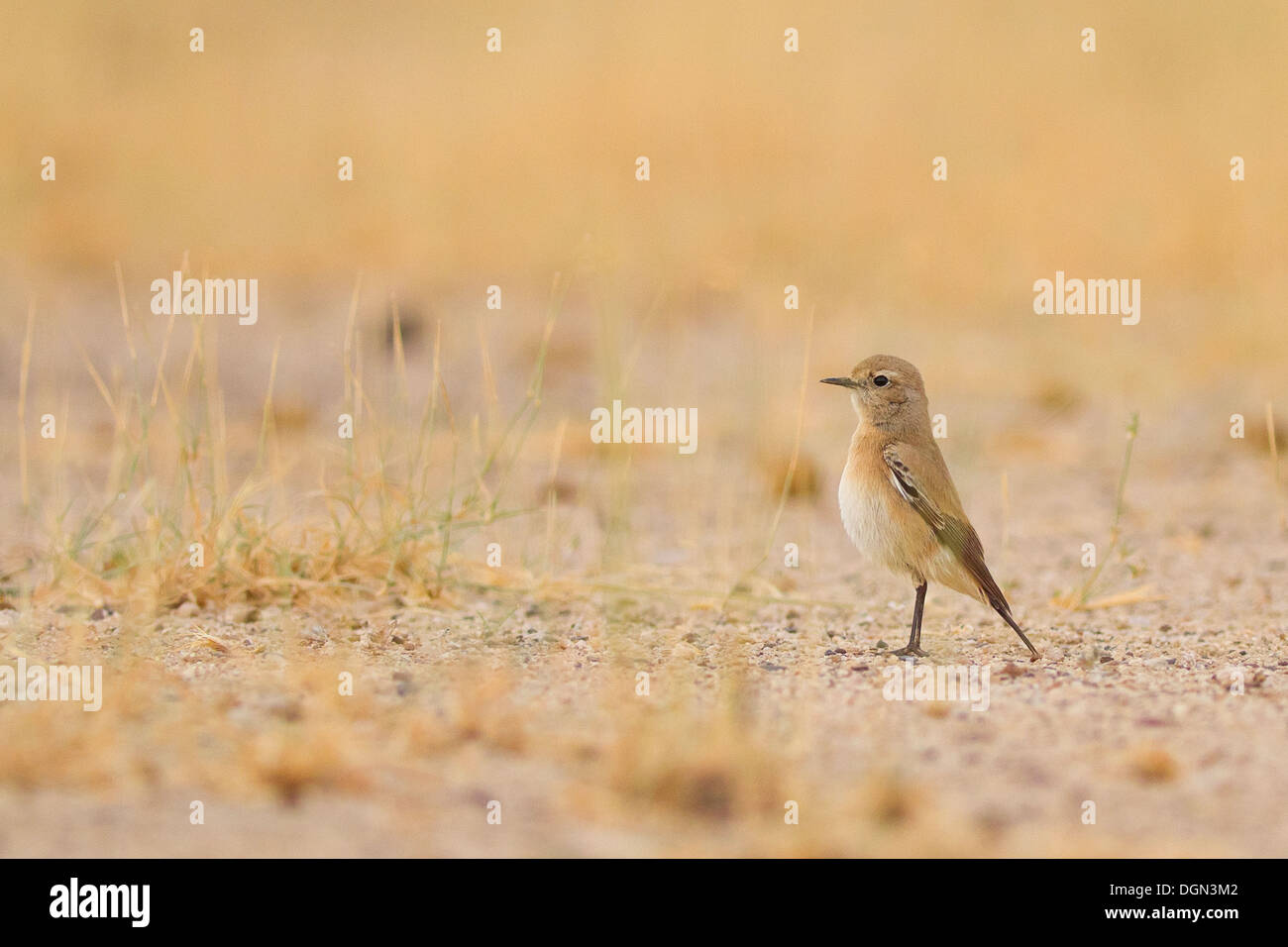 Desert Wheatear (Oenanthe deserti Stock Photo - Alamy