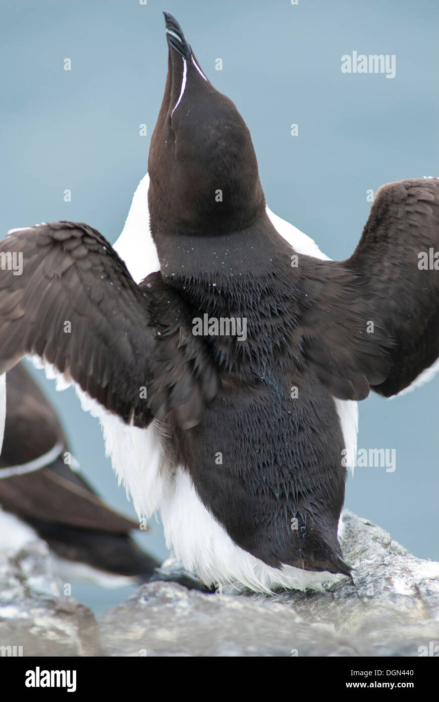 Wingstetch hi-res stock photography and images - Alamy