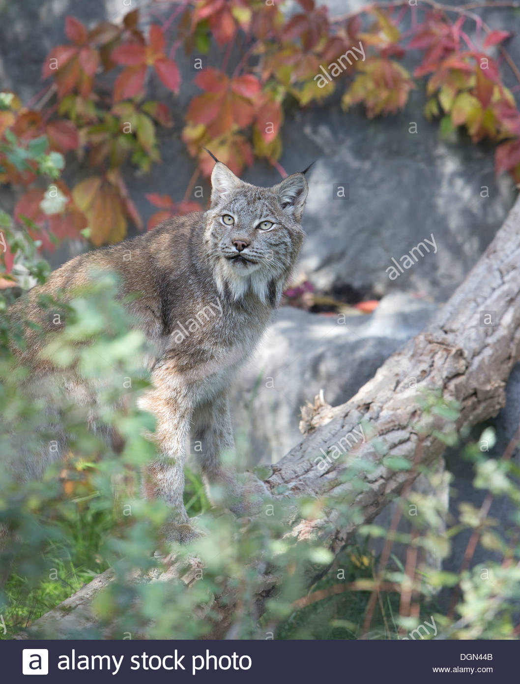 Lynx Canadensis Stock Photos & Lynx Canadensis Stock Images - Alamy
