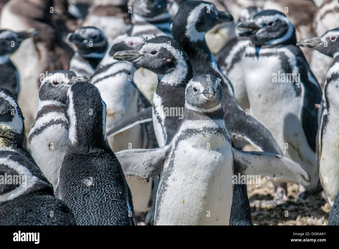 Cute penguin tail hi-res stock photography and images - Alamy