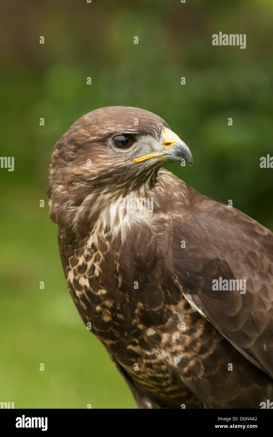 Portrait of Captive Buzzard Stock Photo - Alamy