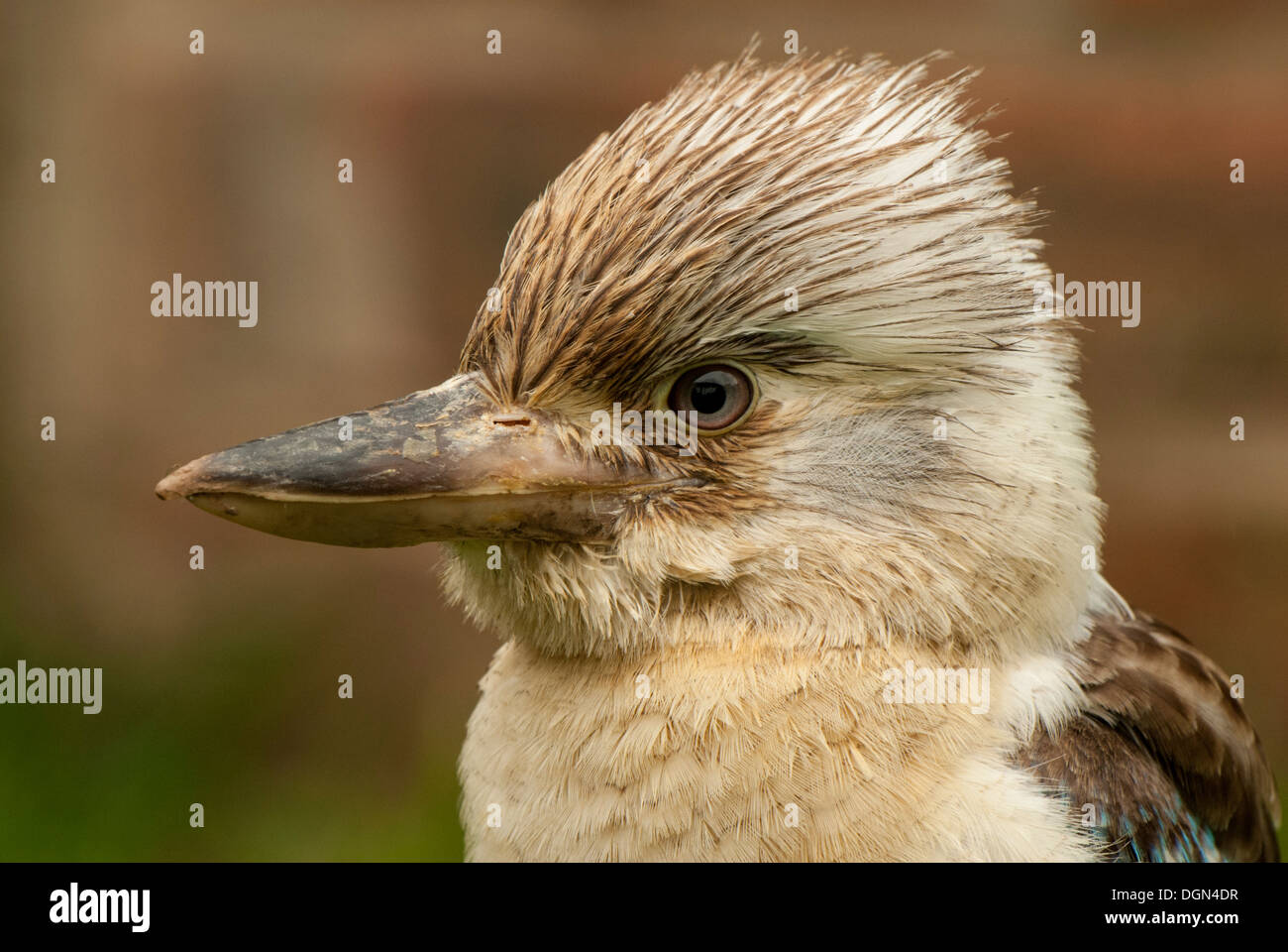 Portrait of captive bird looking left Stock Photo - Alamy