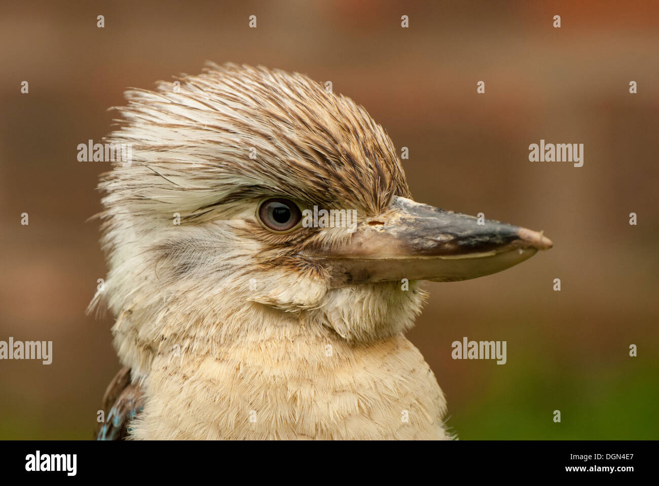 Portrait of captive bird looking right Stock Photo - Alamy