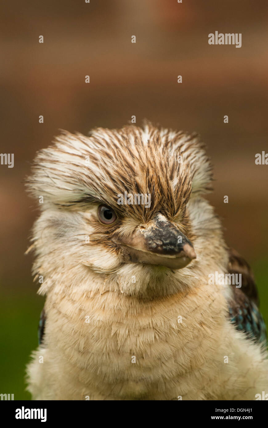 Portrait of Captive bird looking at camera Stock Photo - Alamy