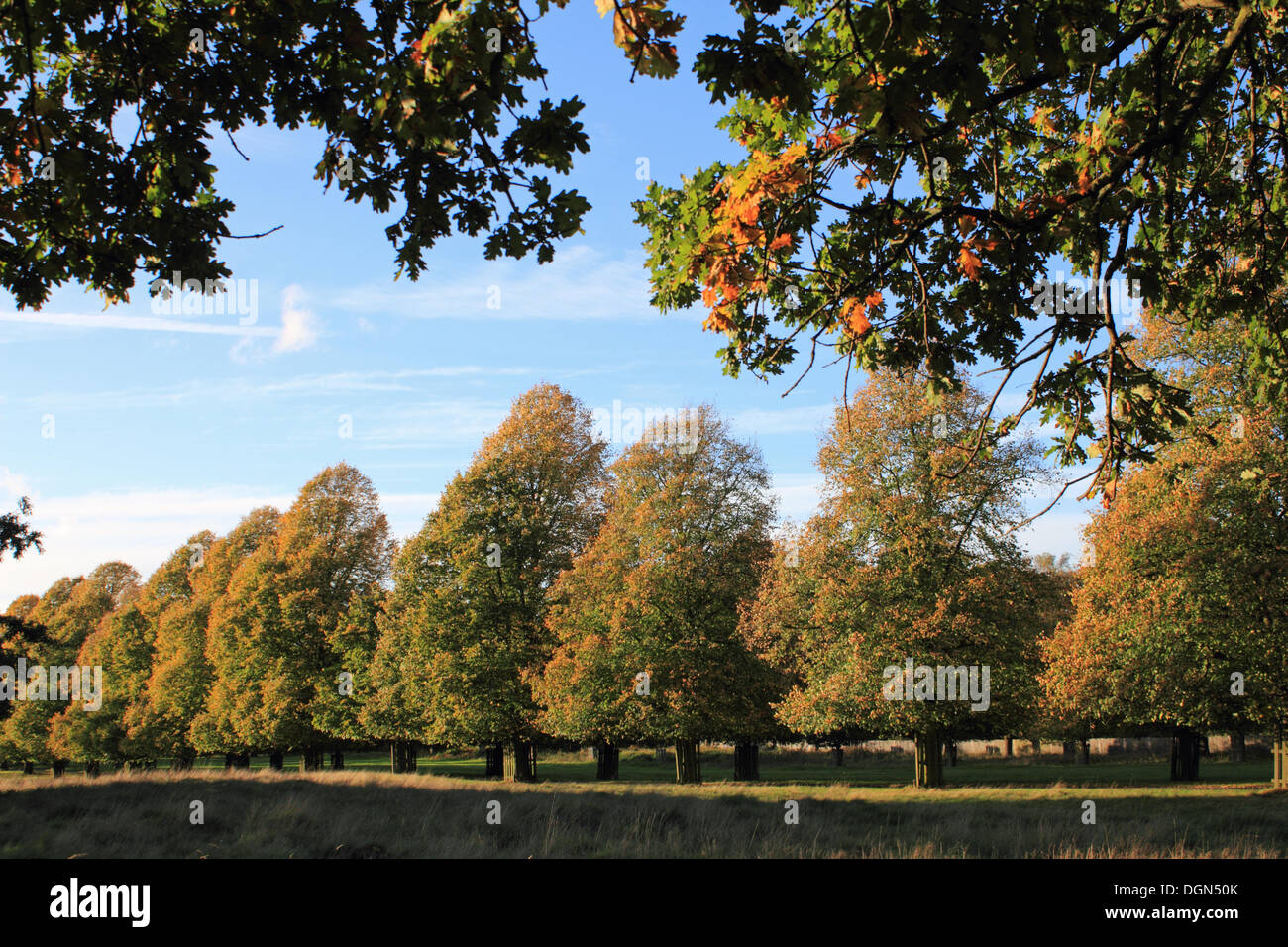 Hampton court lime trees hi-res stock photography and images - Alamy
