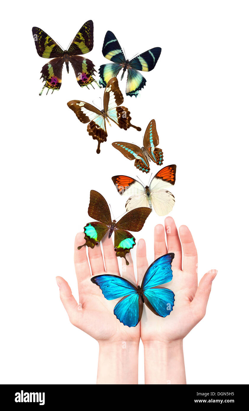 butterfly on man's hand. freedom and hope concept Stock Photo - Alamy