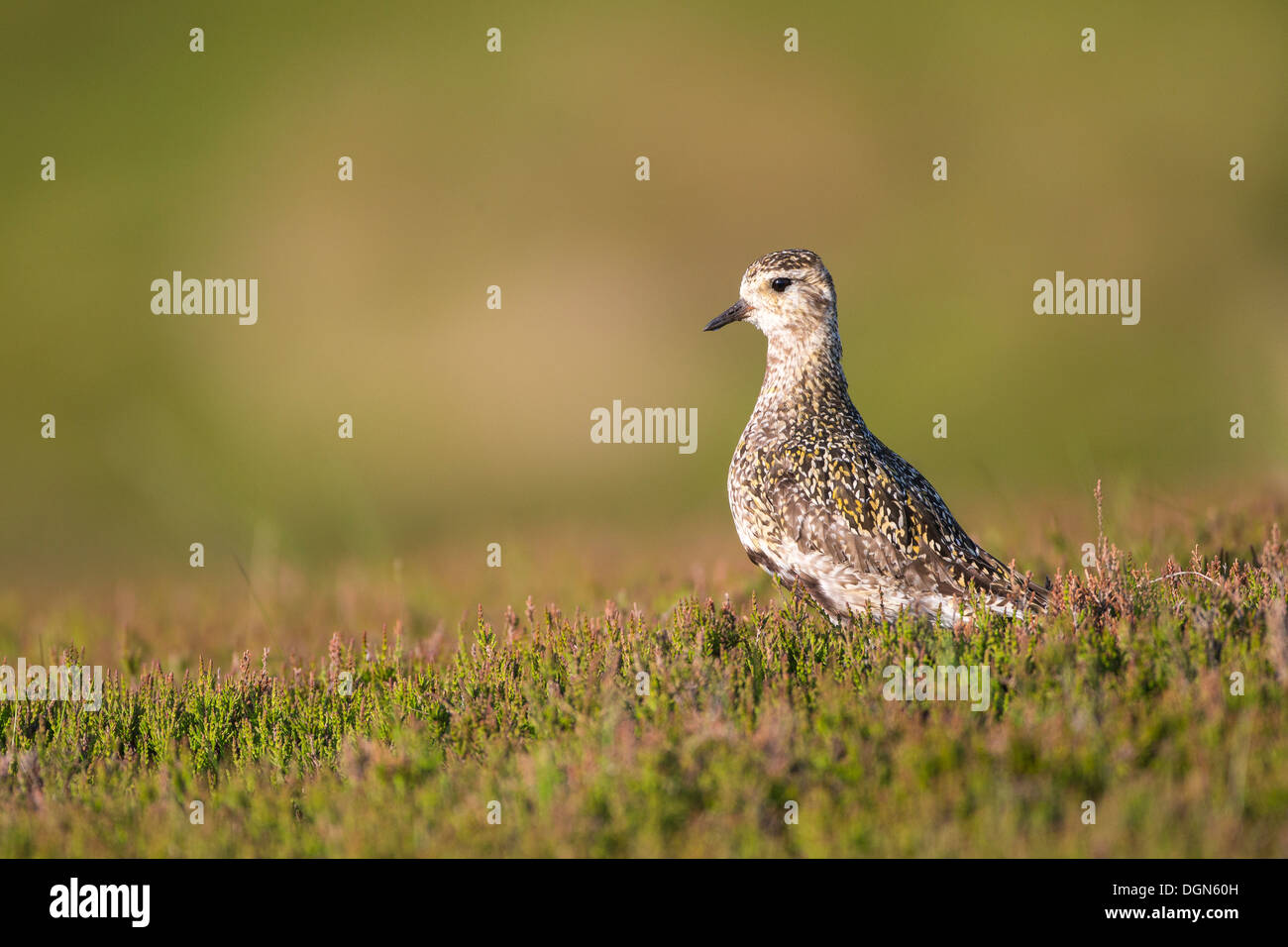 Golden plover uk breeding hi-res stock photography and images - Alamy