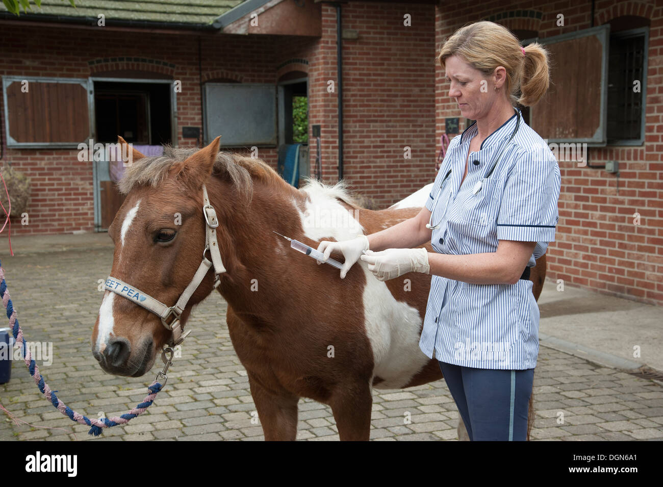 Veterinary nurse treating a Skewball pony Injecting with a large ...