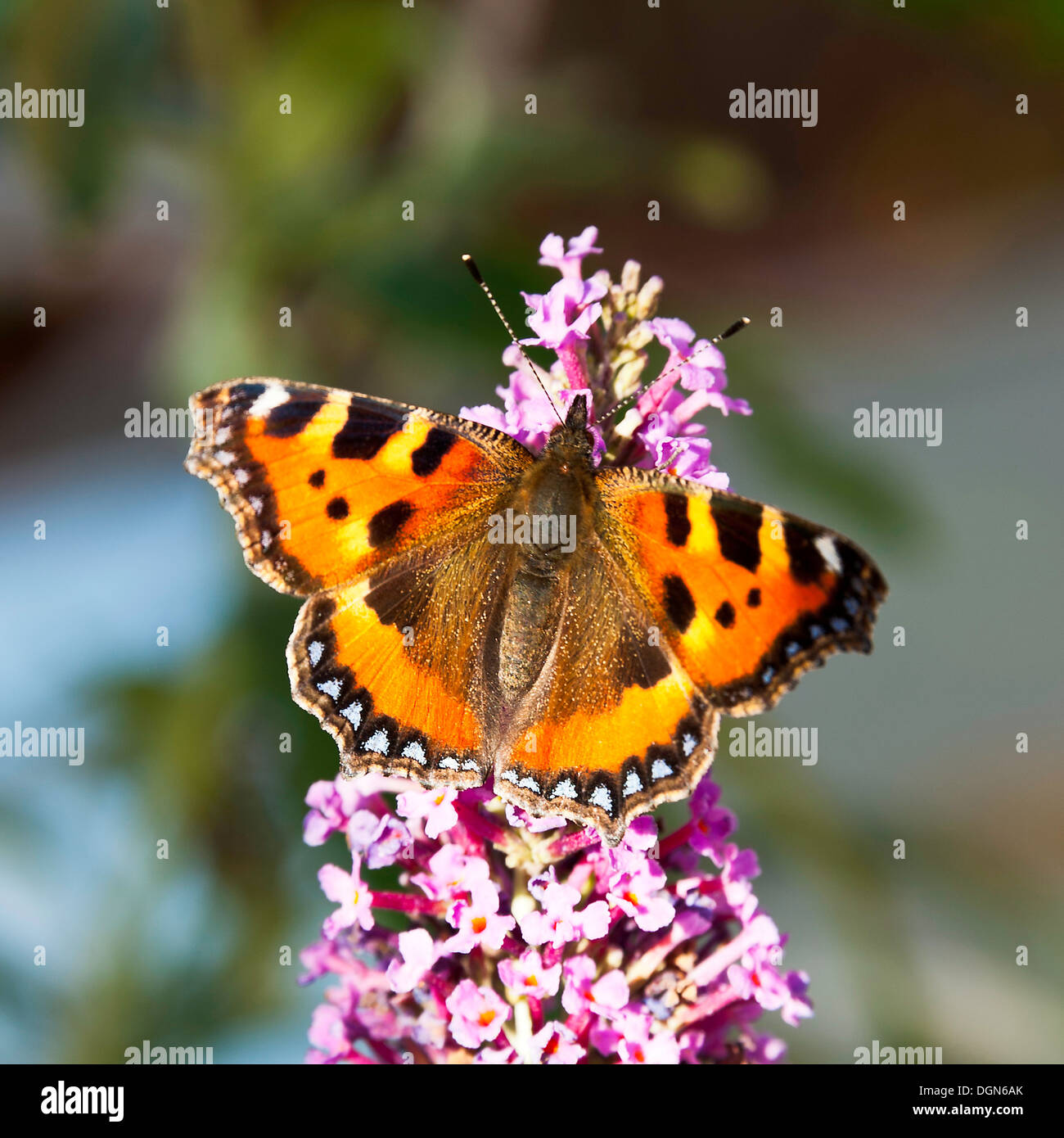 A Small Tortoiseshell Butterfly Feeding on Nectar on a Buddleja Flower ...