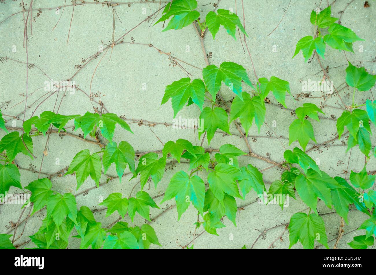 Creeping vine hi-res stock photography and images - Alamy