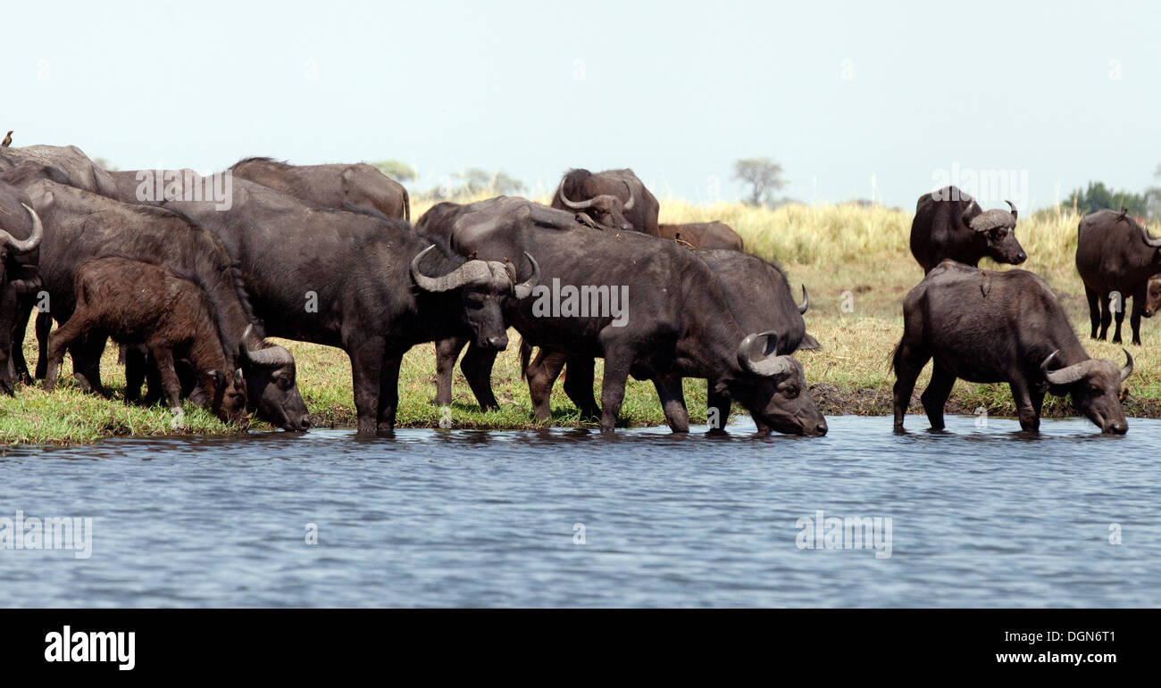 Africa botswana chobe national park cape buffalo hi-res stock ...