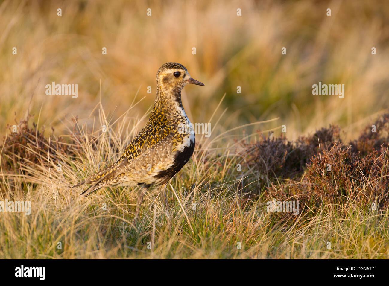 Golden plover uk breeding male plumage hi-res stock photography and ...