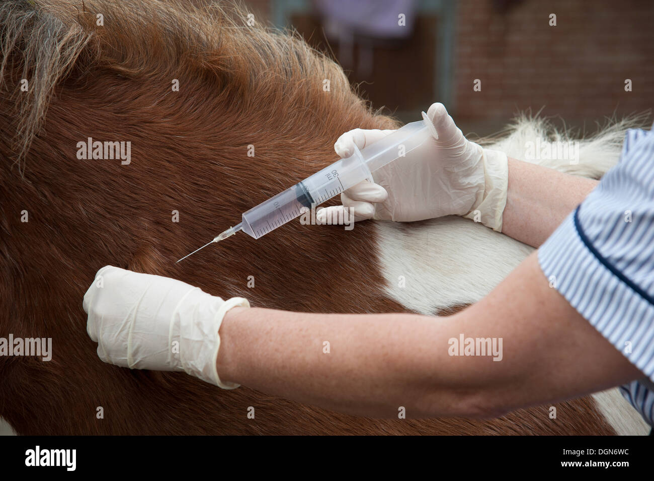 Veterinary nurse treating a Skewball pony Injecting with a large ...