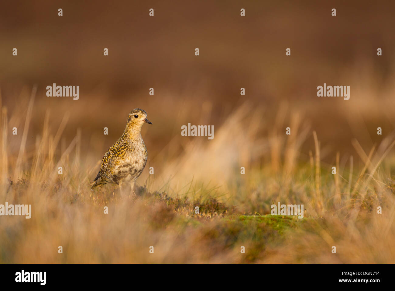 Female Golden Plover (Pluvialis apricaria) stood in heather moorland ...