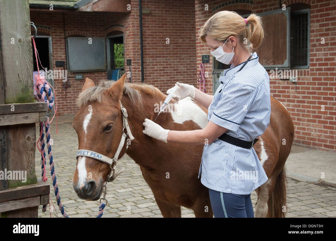 Veterinary nurse treating a Skewball pony Injecting with a large ...
