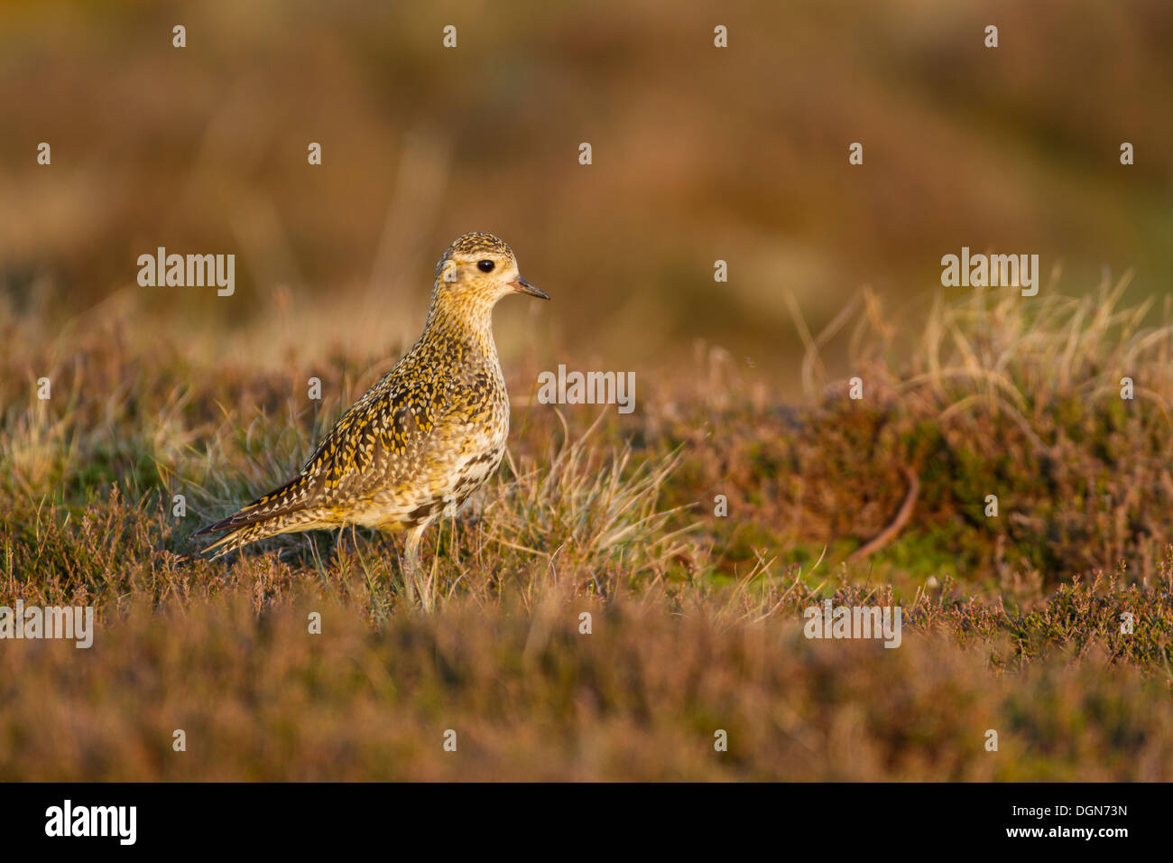 Female plumage hi-res stock photography and images - Alamy