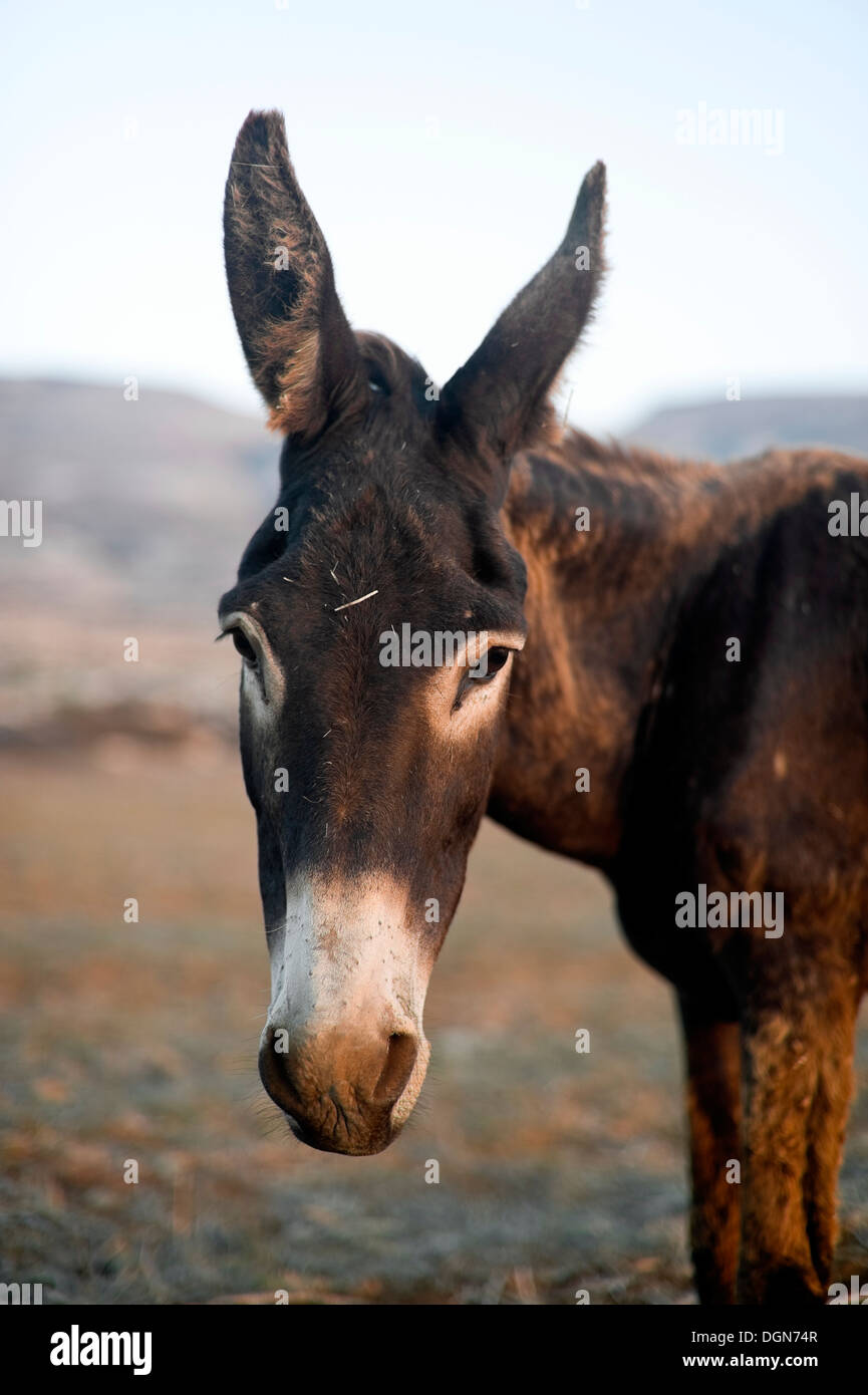 Donkey portrait hi-res stock photography and images - Alamy