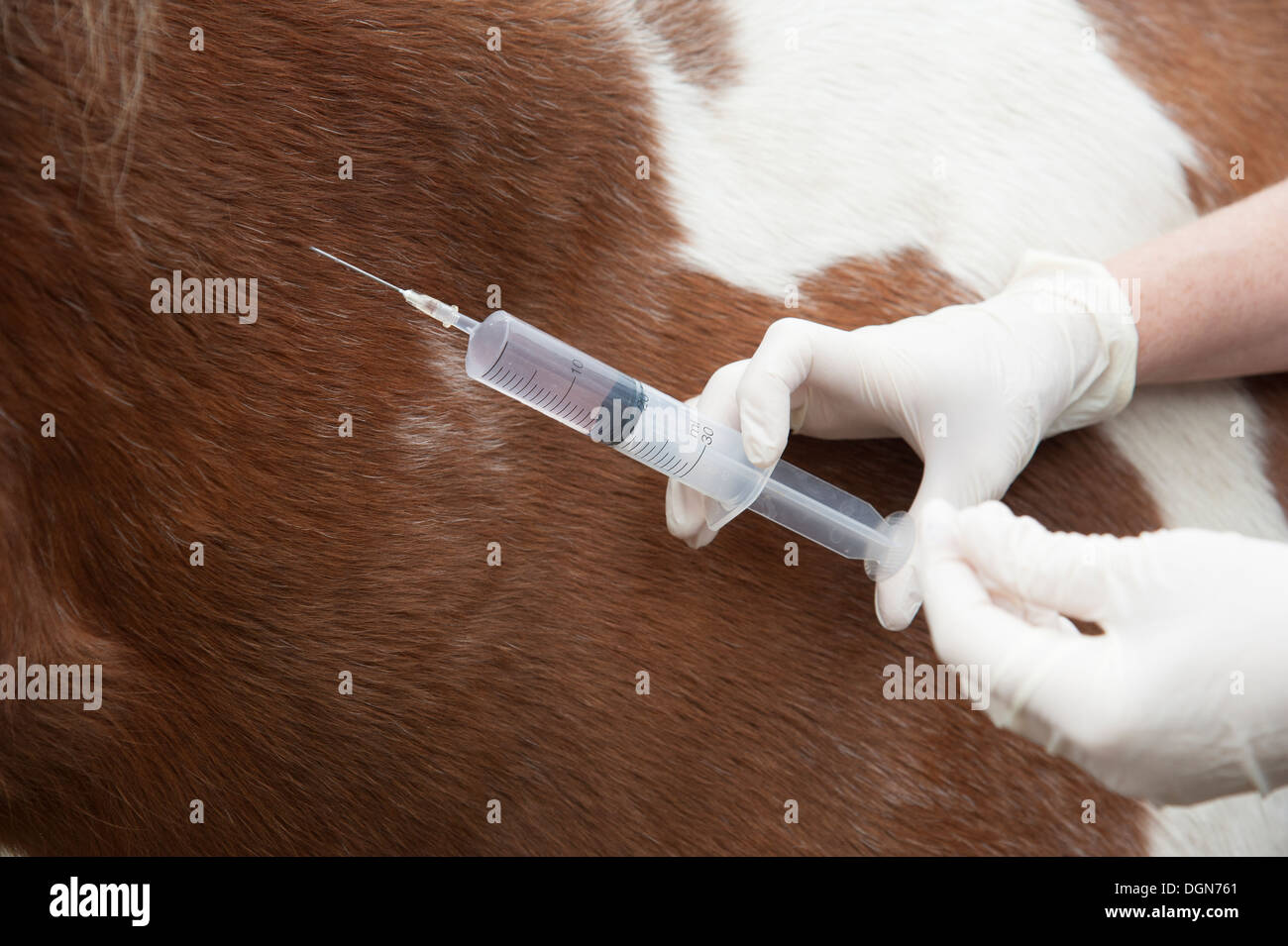 Veterinary nurse treating a Skewball pony Injecting with a large ...