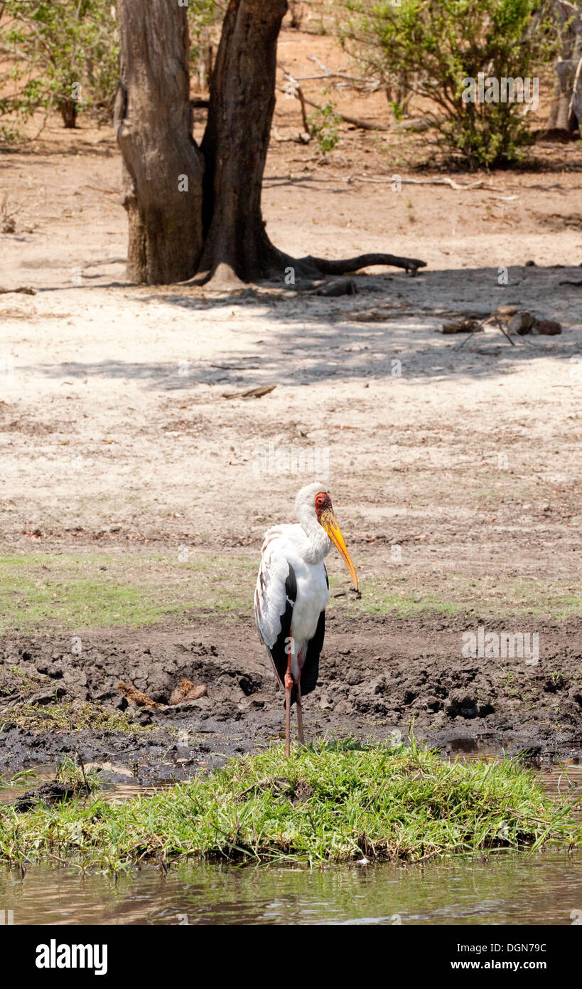Botswana birdlife wildlife nobodyafrican hi-res stock photography and ...