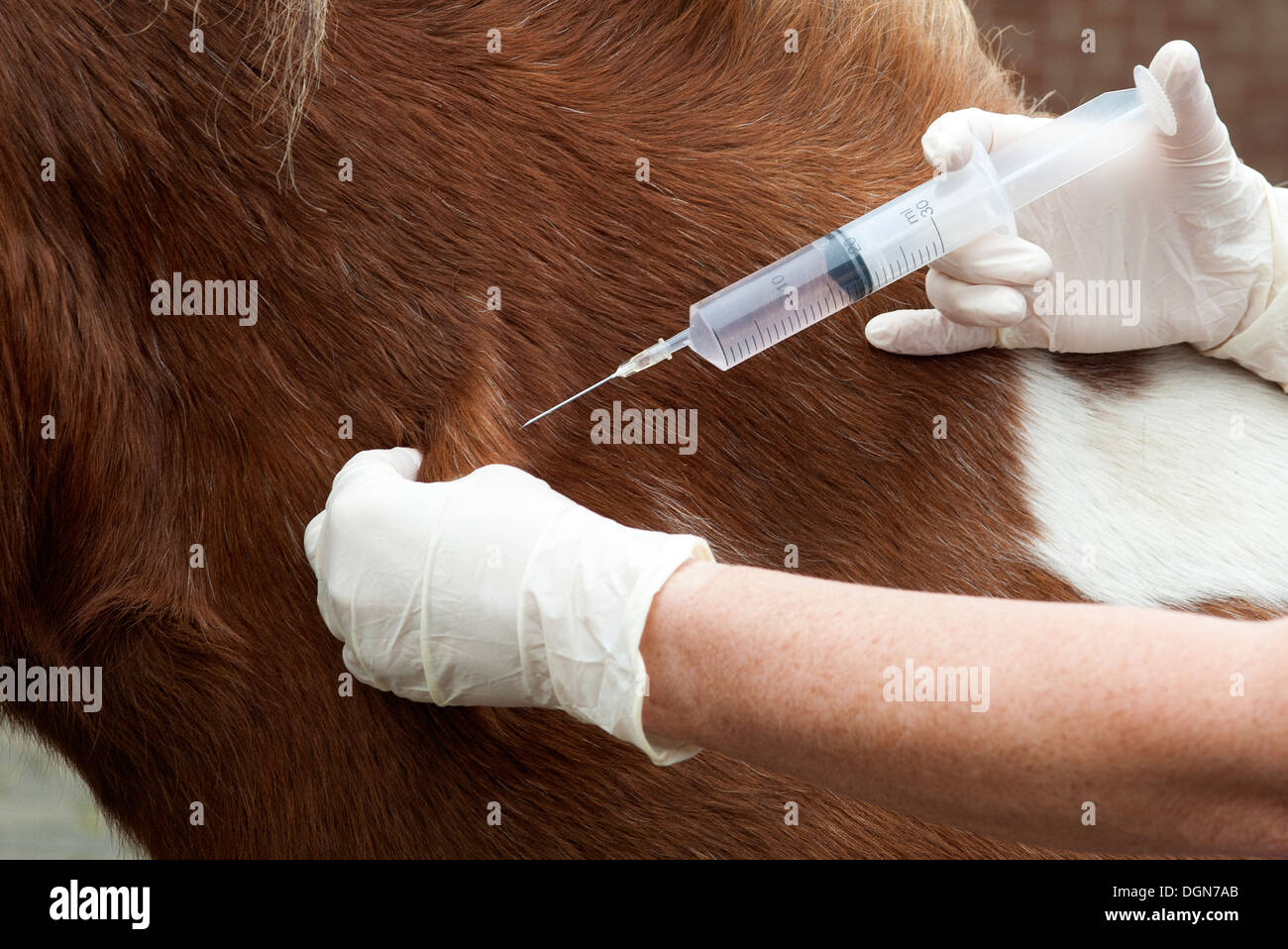 Veterinary nurse treating a Skewball pony Injecting with a large ...