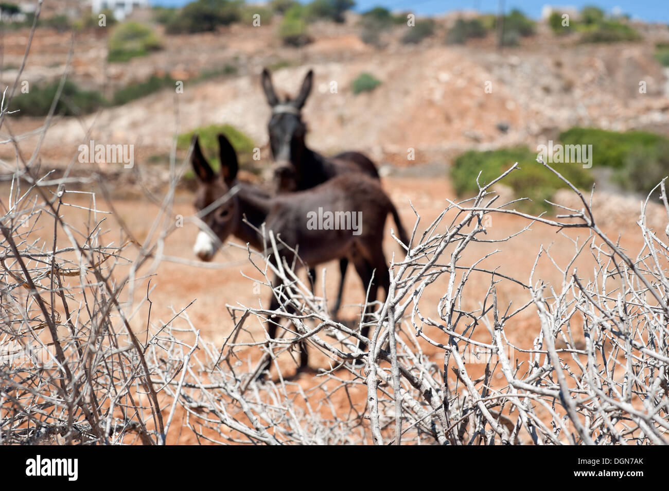 Baby donkey hi-res stock photography and images - Alamy
