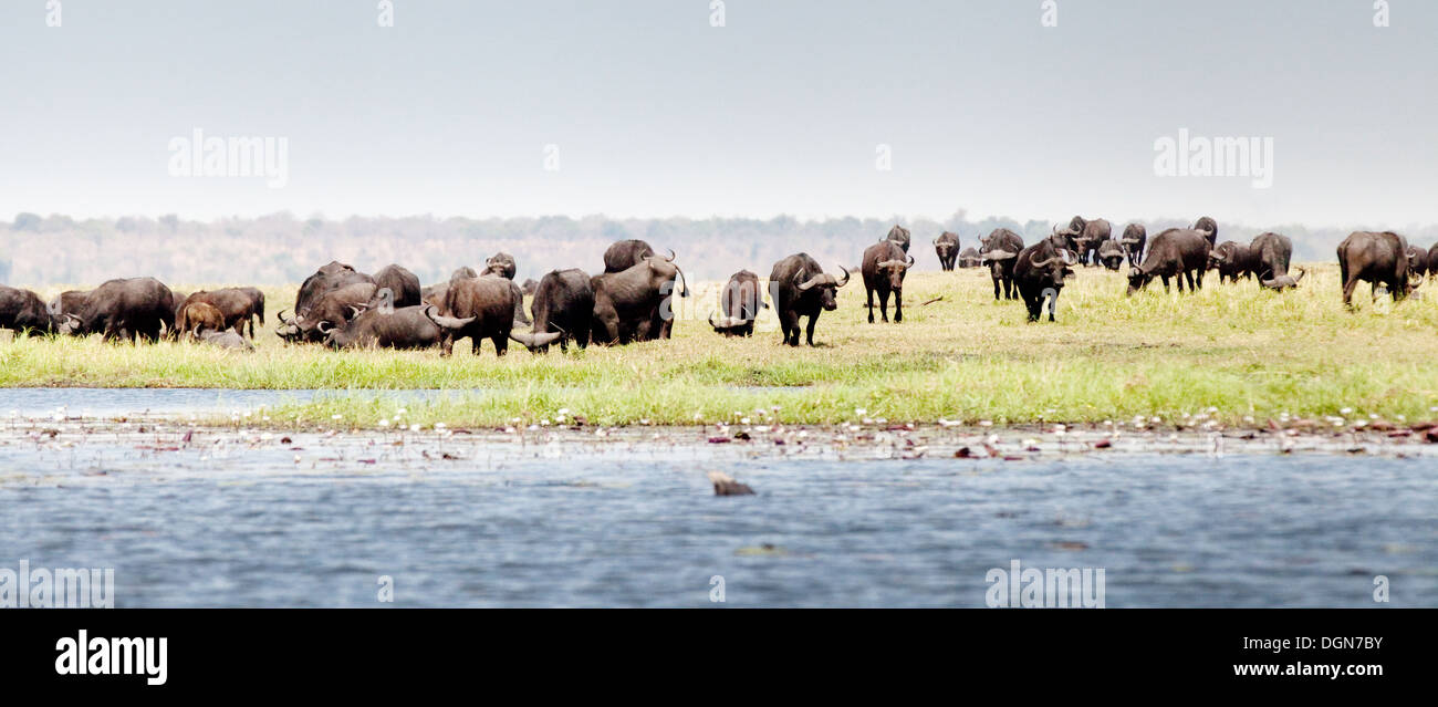 Africa botswana chobe national park cape buffalo hi-res stock ...