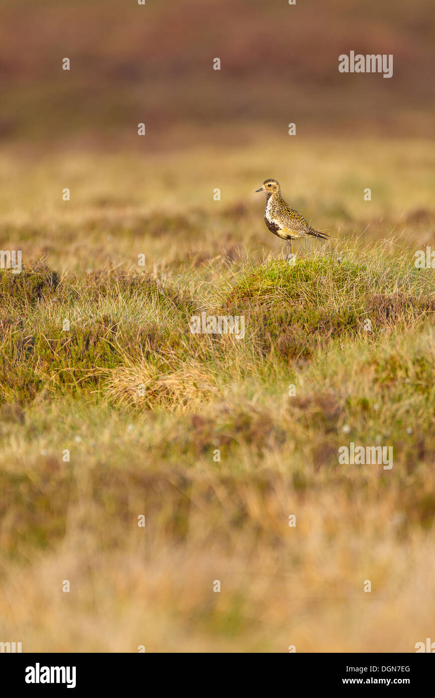 Golden Plover (Pluvialis apricaria) stood in heather moorland. Spring ...