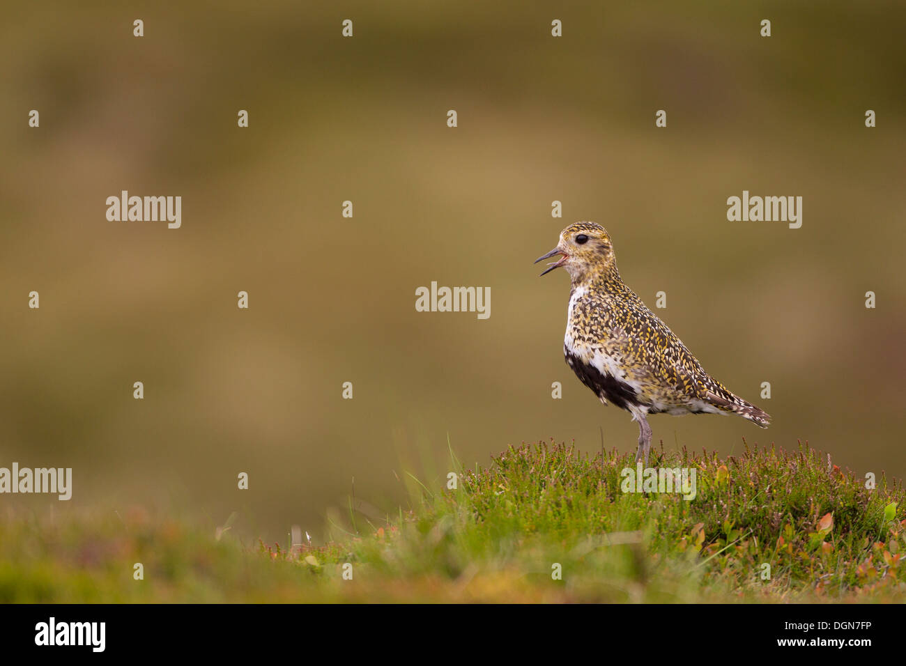 Golden Plover (Pluvialis apricaria) stood in heather moorland. Spring ...
