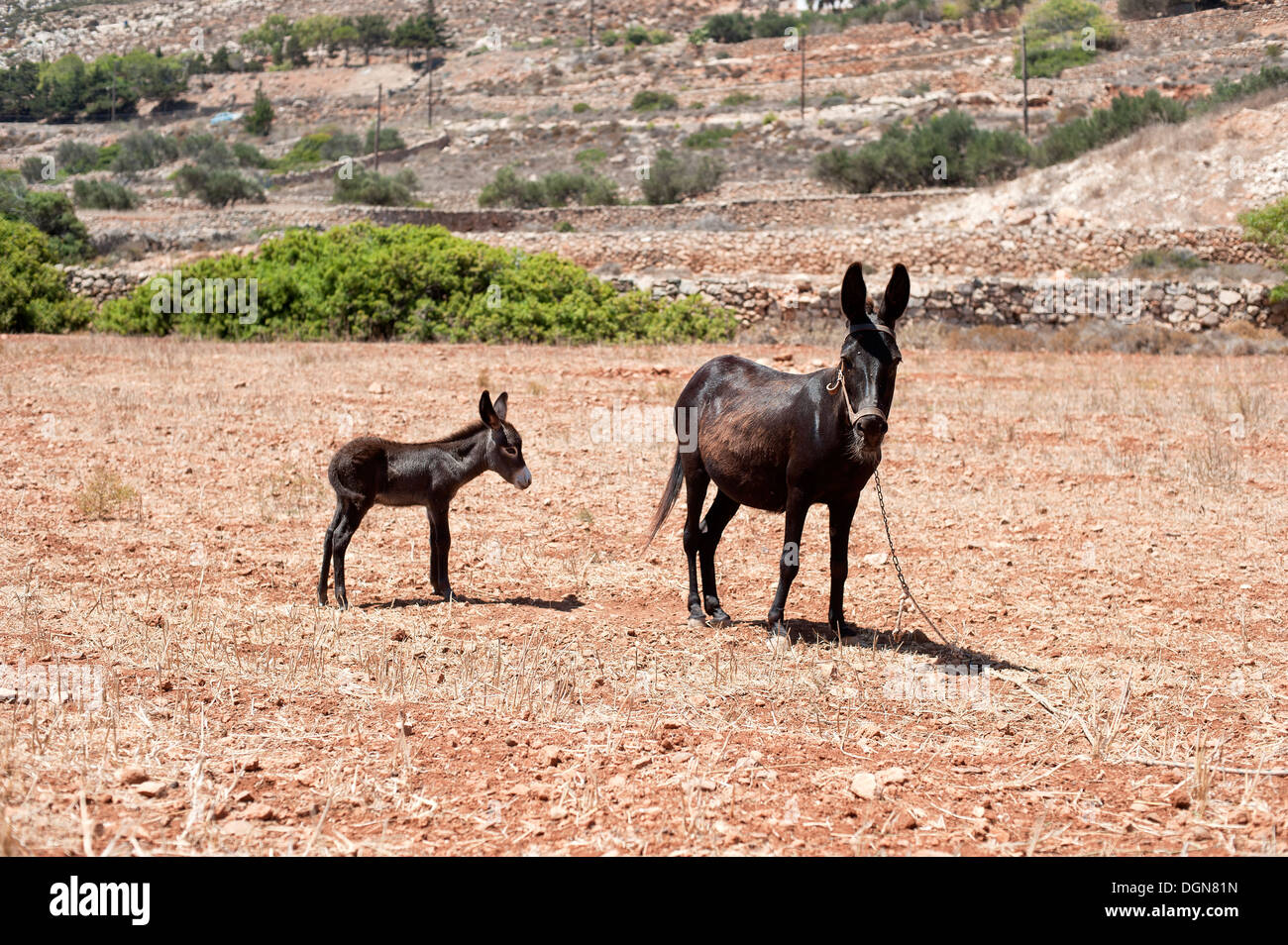 Baby donkey and his mother in a field Stock Photo - Alamy