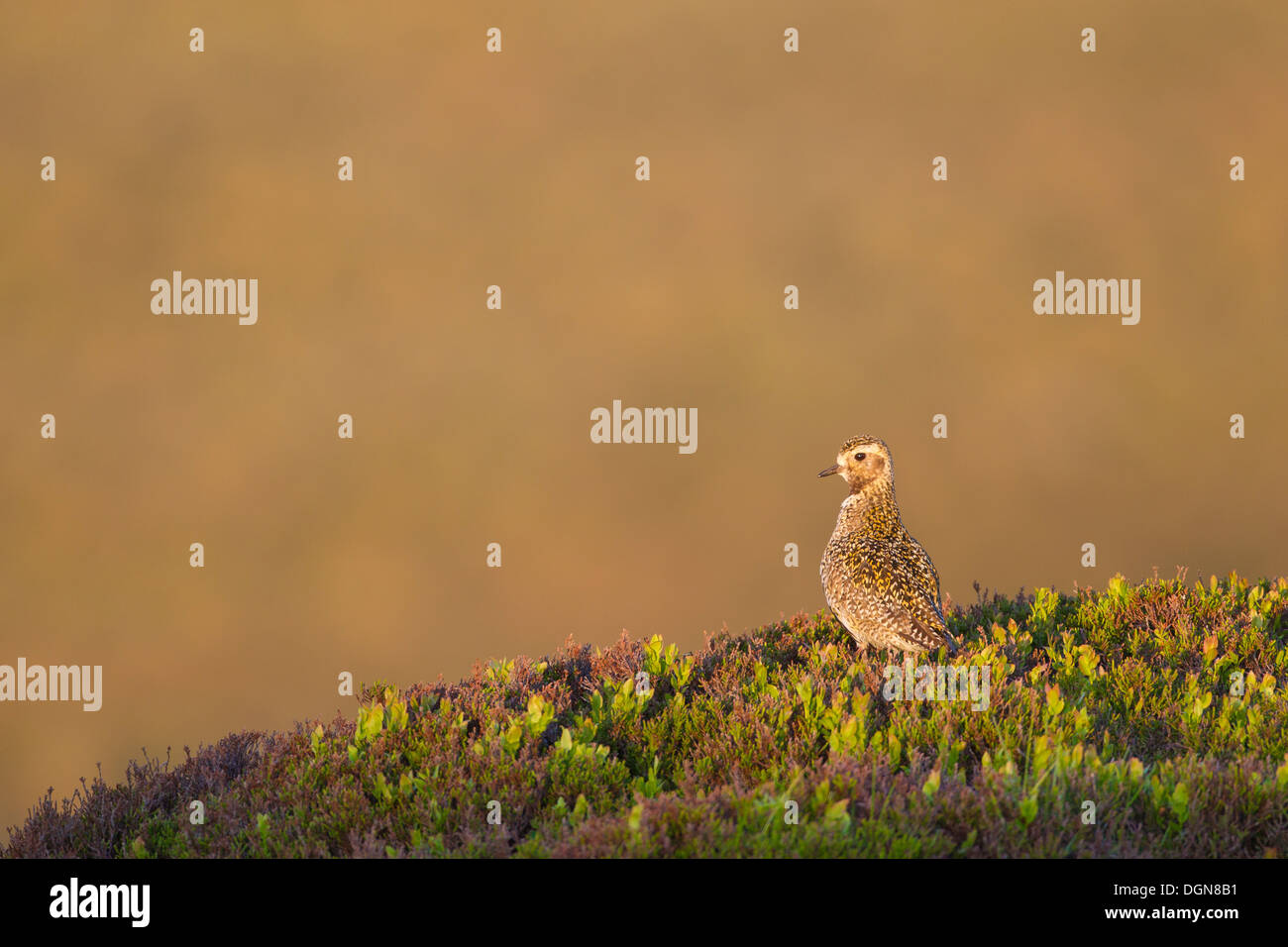 Golden Plover (Pluvialis apricaria) stood in heather moorland. Spring ...