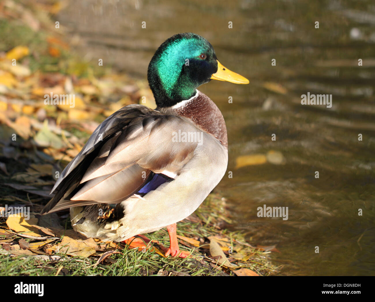 Good looking duck hi-res stock photography and images - Alamy