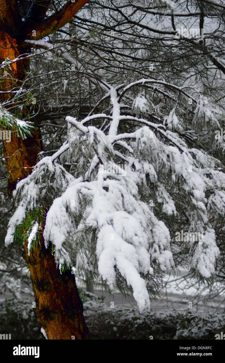 Tree branch in winter with snow covering Stock Photo - Alamy