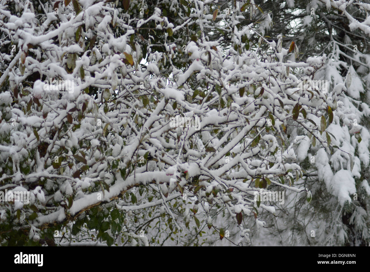 Deciduous trees in winter with snow covering Stock Photo - Alamy