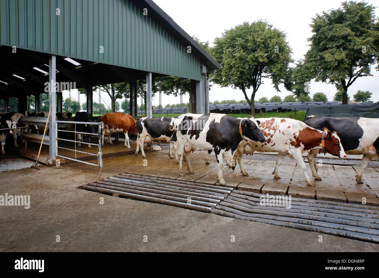 Milking Stall Milking Parlor High Resolution Stock Photography and ...
