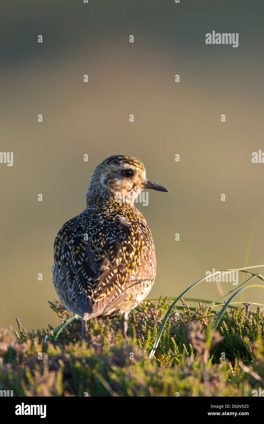 Golden plover uk breeding male plumage hi-res stock photography and ...