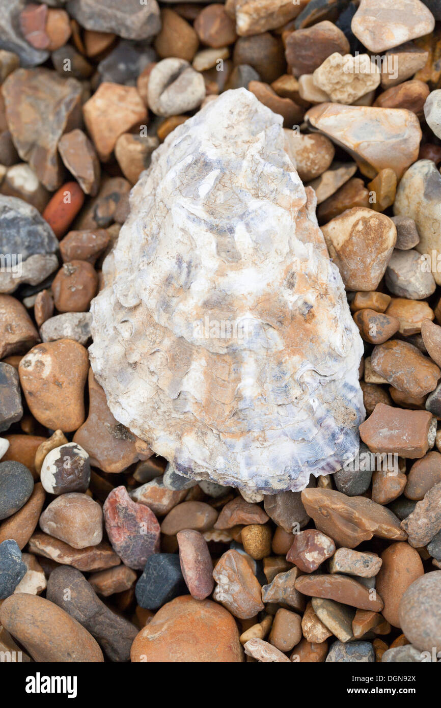 Solitary shell hi-res stock photography and images - Alamy