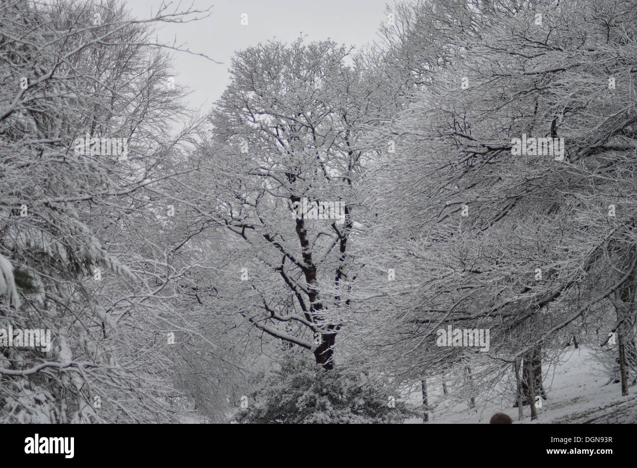 Deciduous trees in winter with snow covering Stock Photo - Alamy