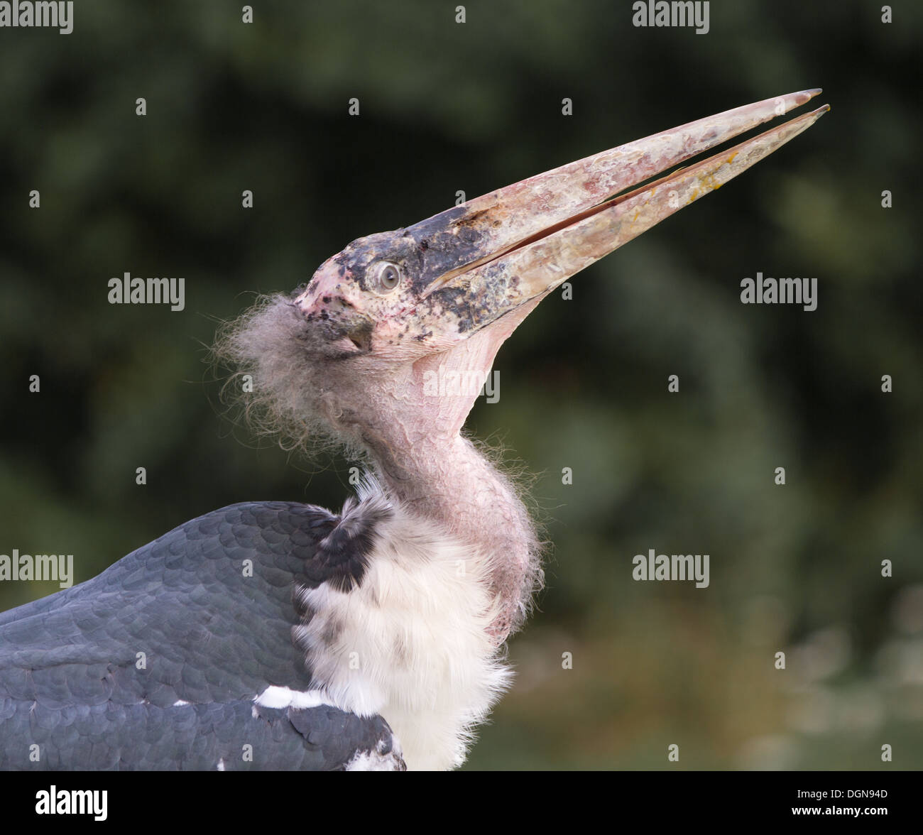 Marabou stork head hi-res stock photography and images - Alamy