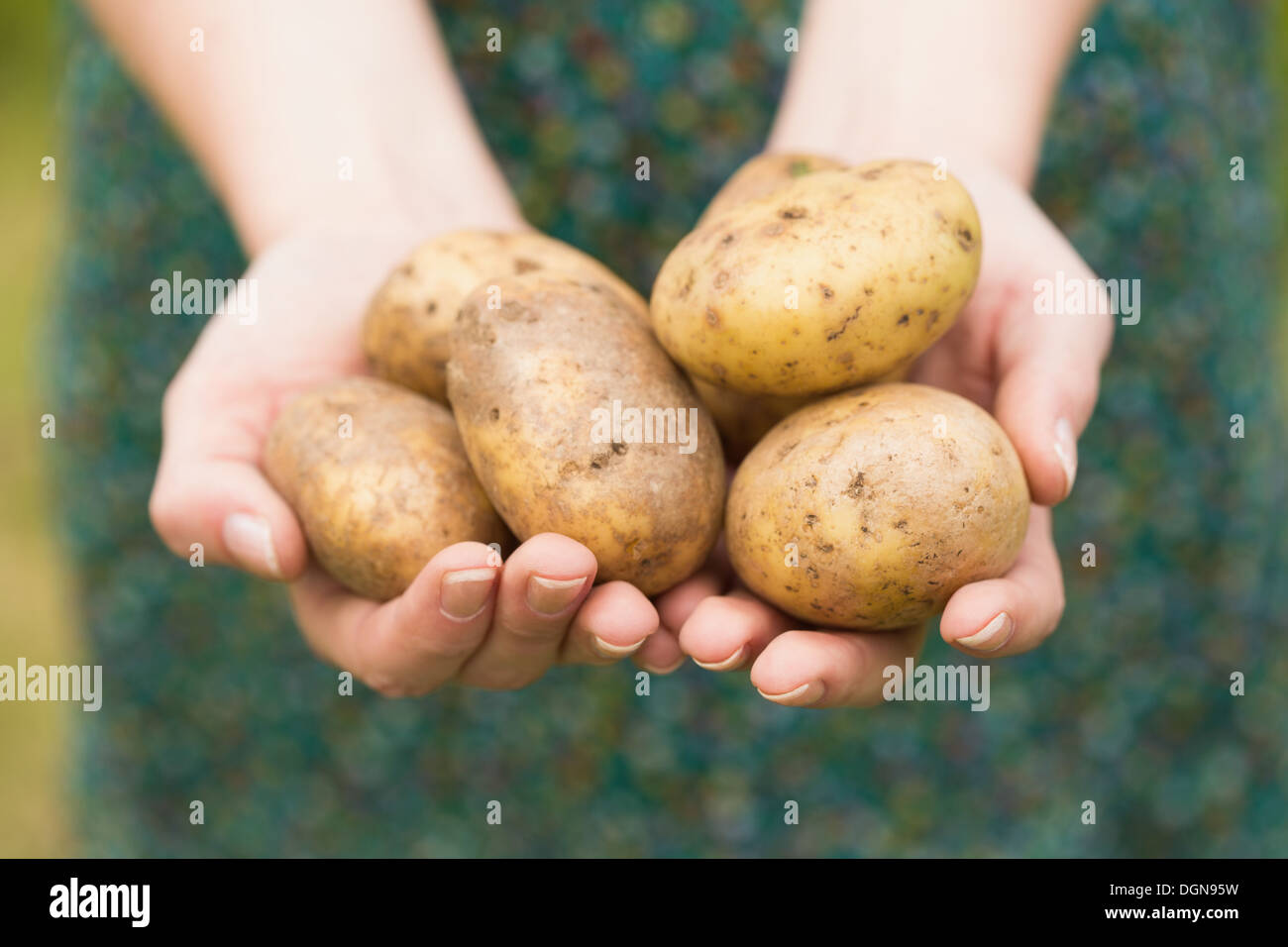 Hands holding some potatoes Stock Photo - Alamy