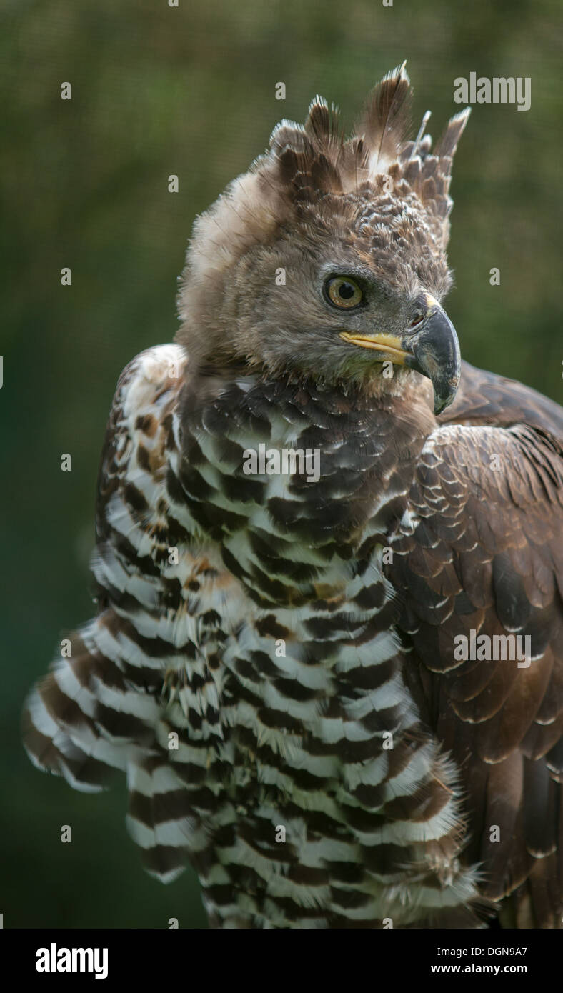 African crowned eagle hi-res stock photography and images - Alamy