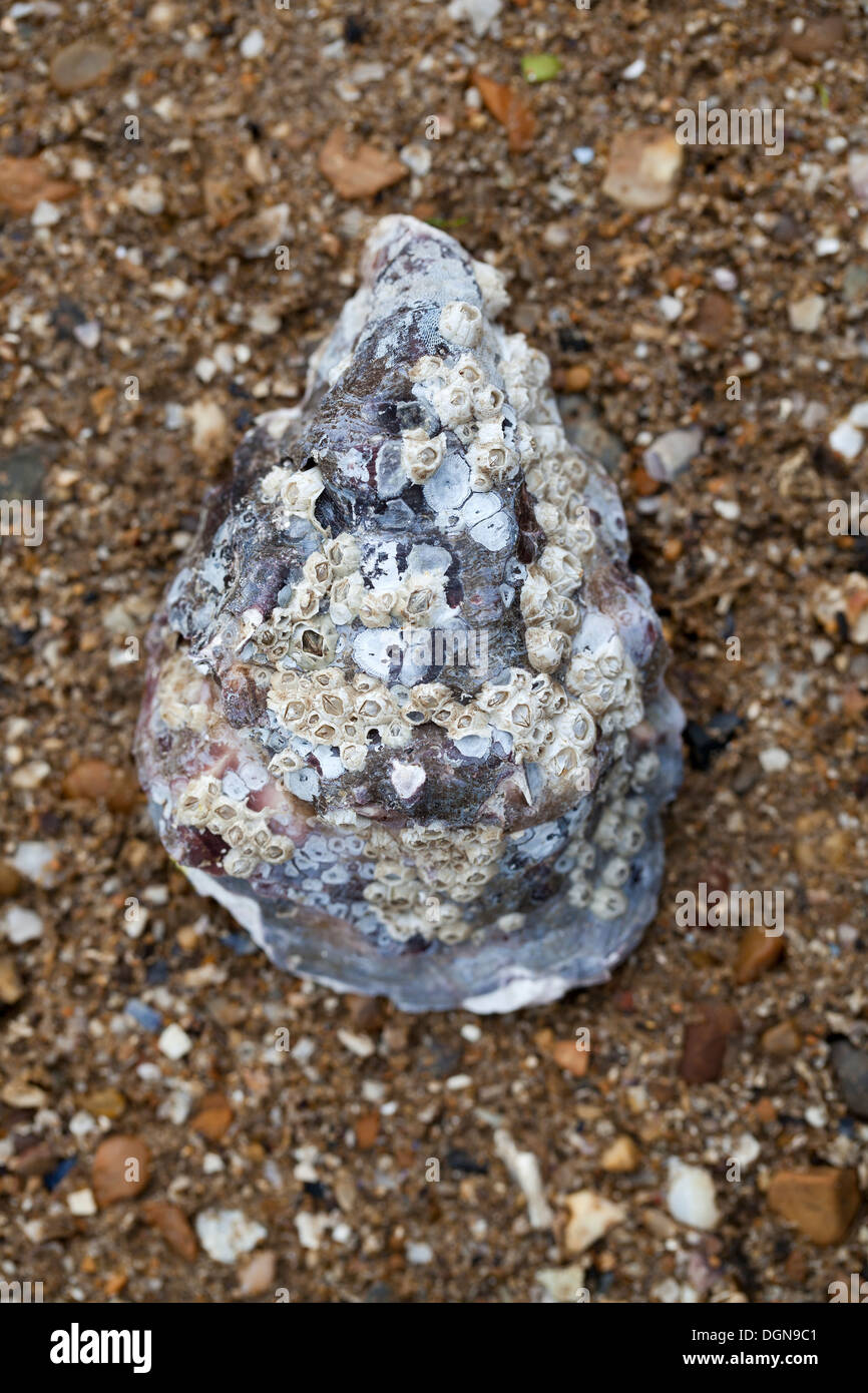 Oysters shell shells hi-res stock photography and images - Alamy