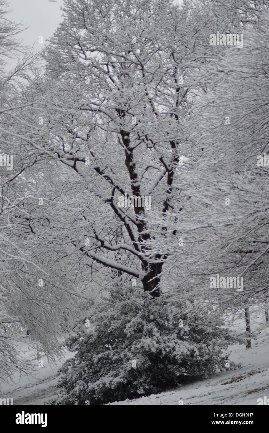 Deciduous trees in winter with snow covering Stock Photo - Alamy