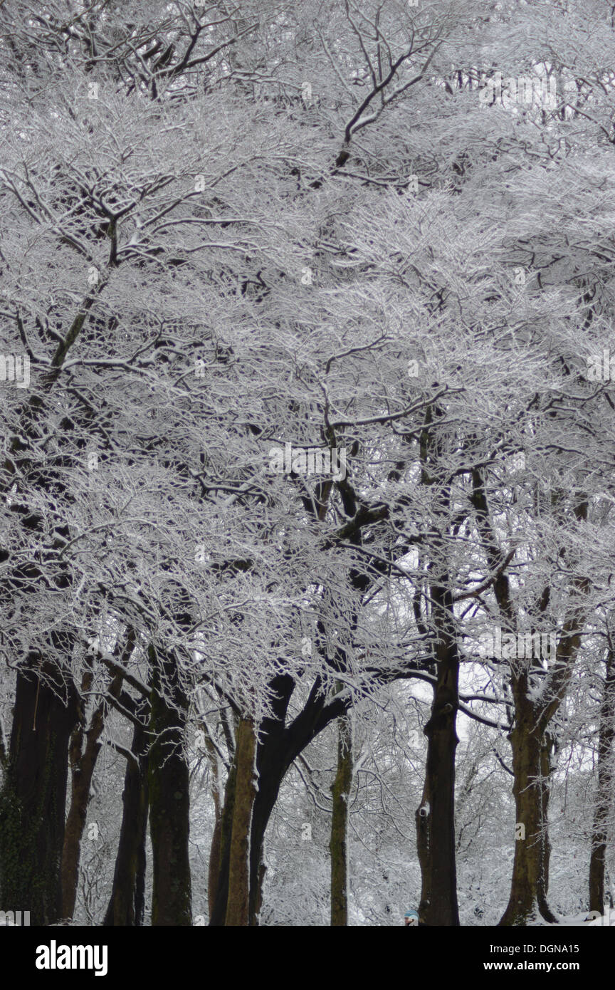 Deciduous trees in winter with snow covering Stock Photo - Alamy