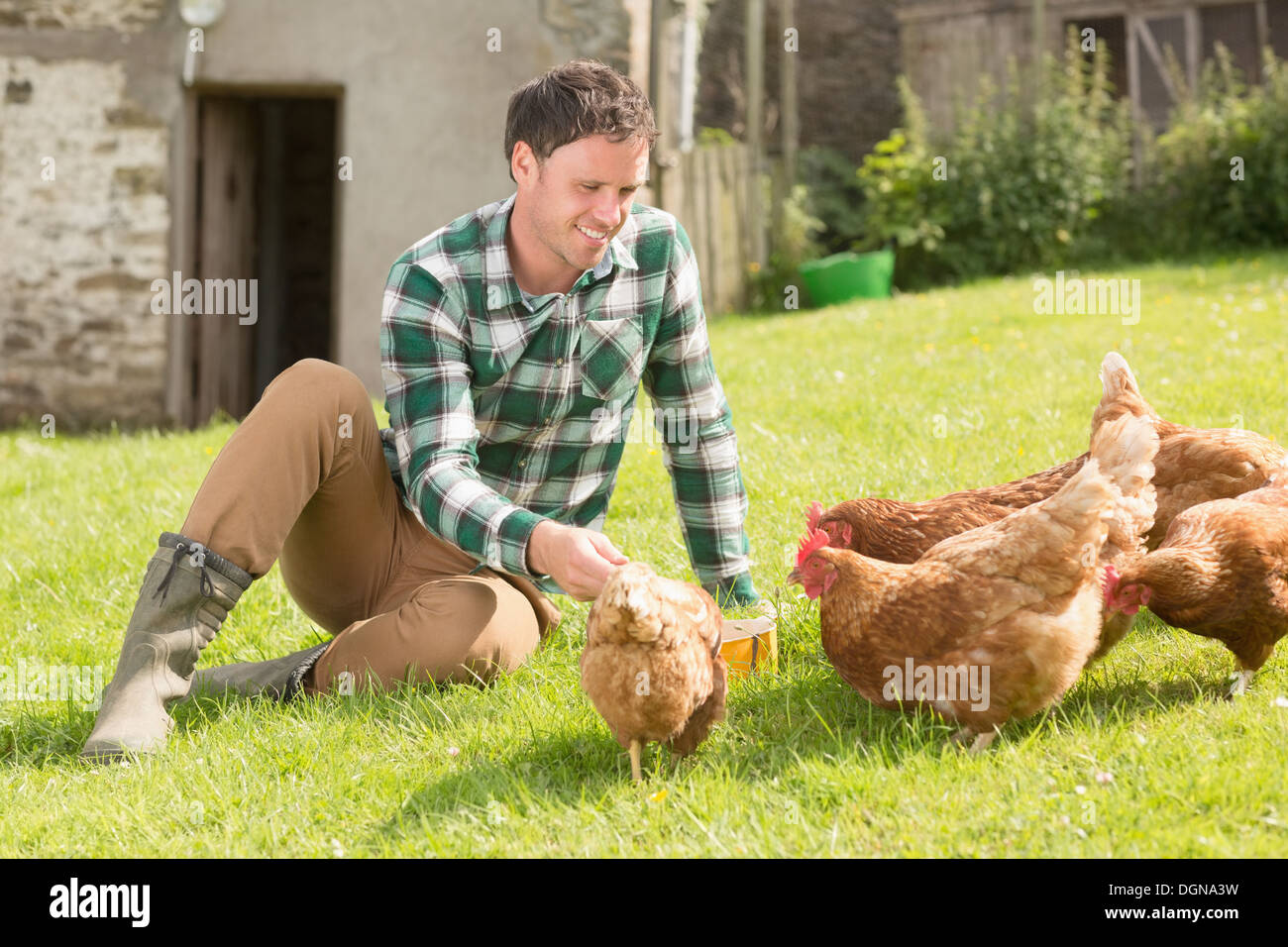 Simple chickens hi-res stock photography and images - Alamy