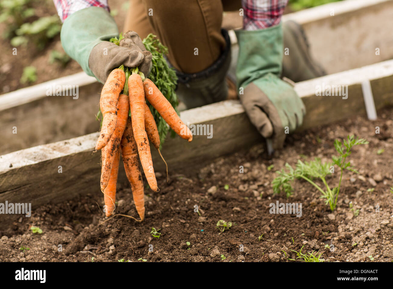 Pulling carrot from soil hi-res stock photography and images - Alamy
