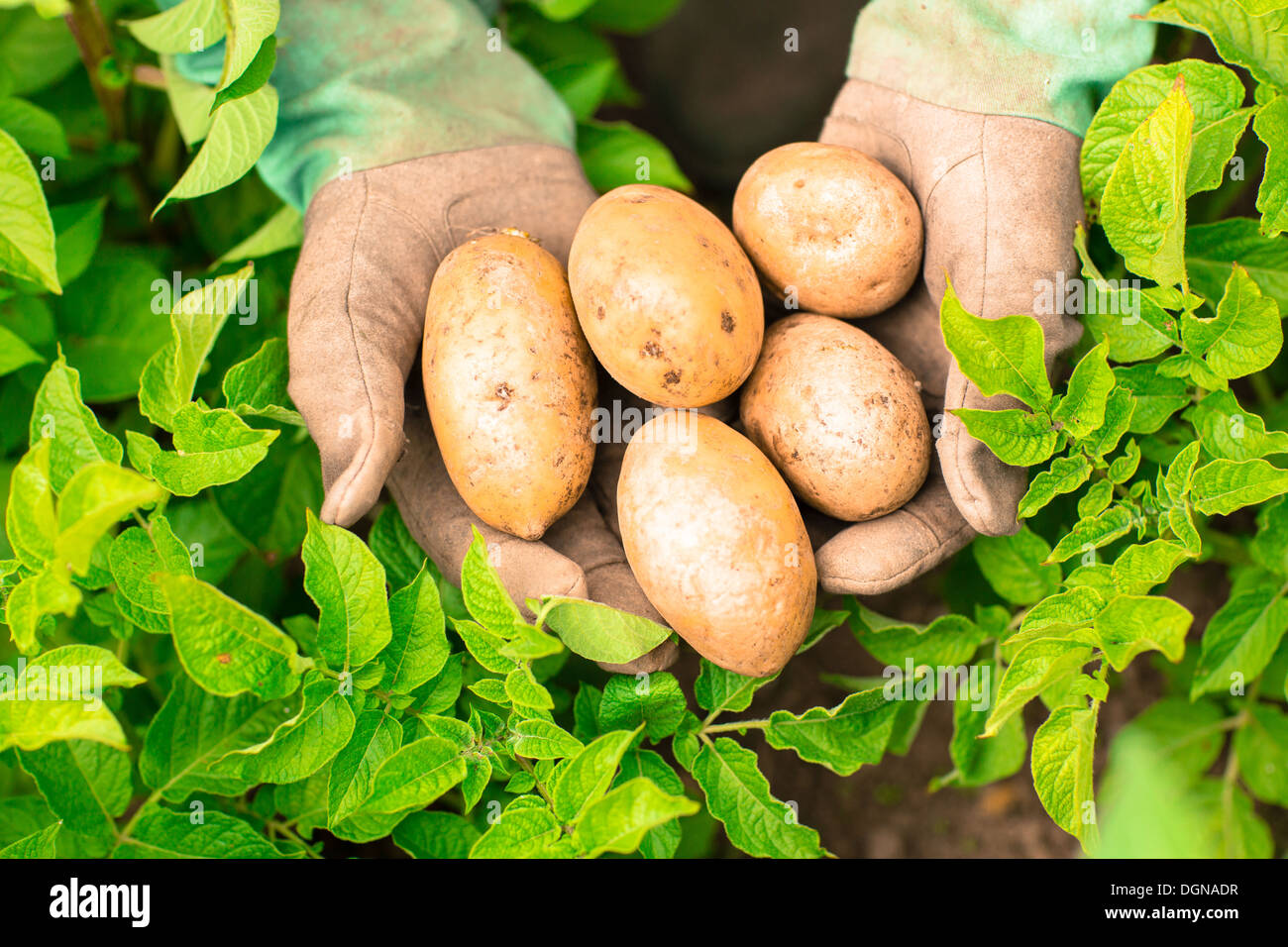 Hands potatoes hi-res stock photography and images - Alamy