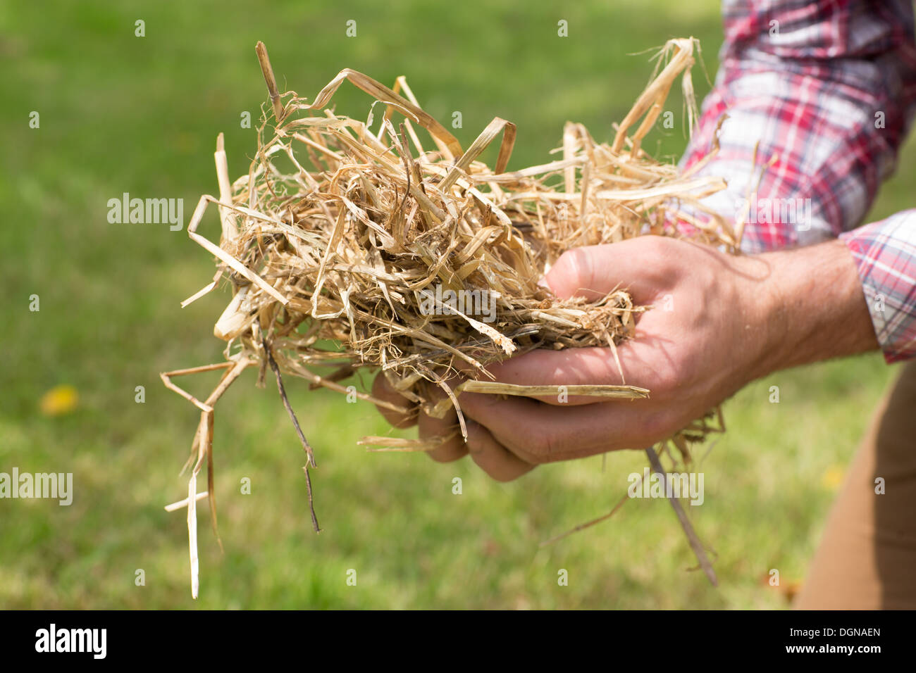 Man straw hi-res stock photography and images - Alamy