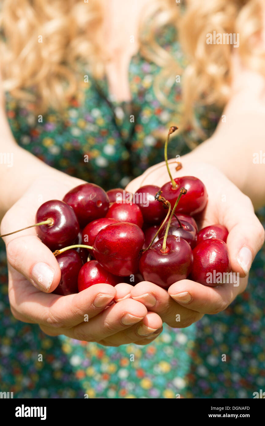 Woman hands holding fresh cherries hi-res stock photography and images ...