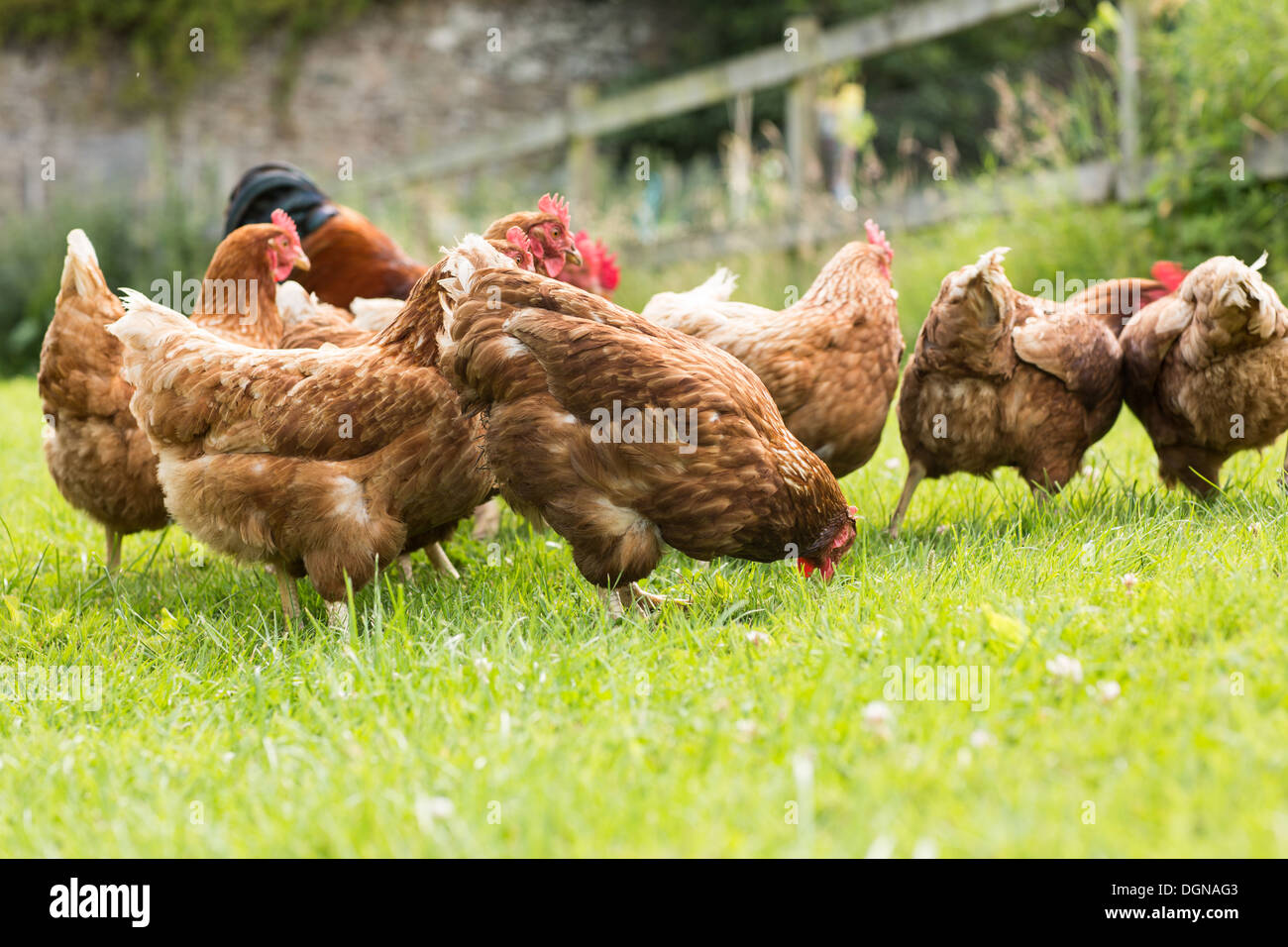 Lawn poultry hi-res stock photography and images - Alamy